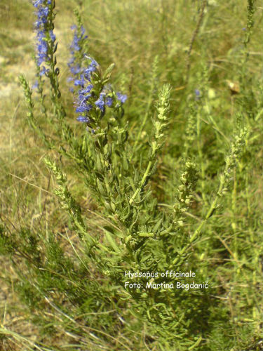 Miloduh – ljekoviti kućni duh | Studio Martina & Natura