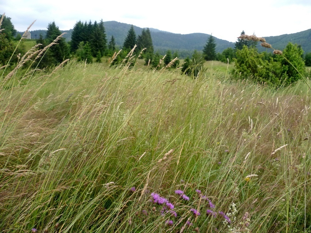 Kako se vidi vjetar? Ivanjsko cvijeće. | Studio Martina & Natura