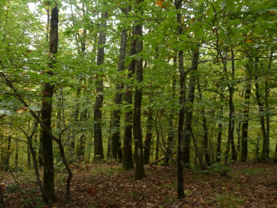 Lazarkinja ili mirisna broćika, za lakši san | Studio Martina & Natura