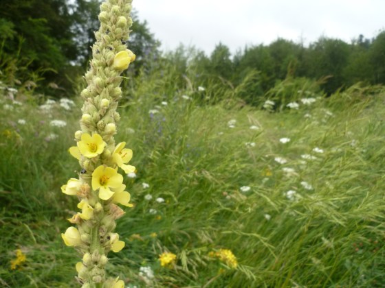Divizma – pomoć kod kašlja i respiratornih tegoba | Studio Martina & Natura