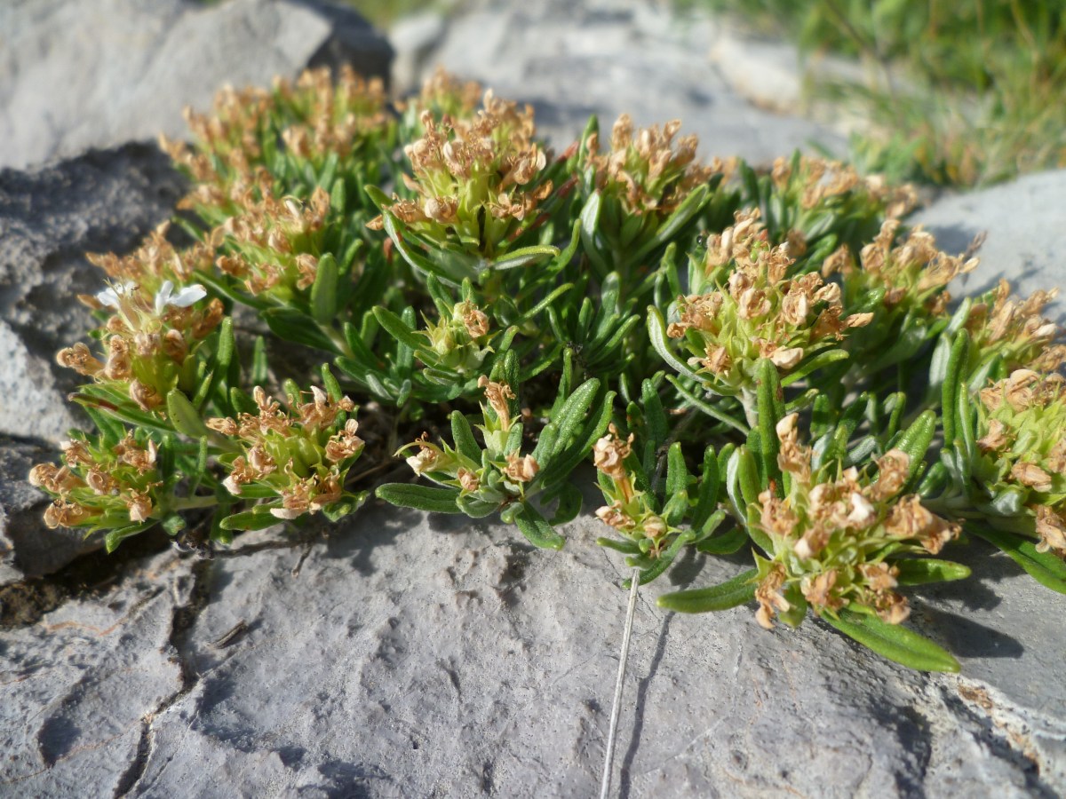 Trava iva – što od mrtva radi živa | Studio Martina & Natura