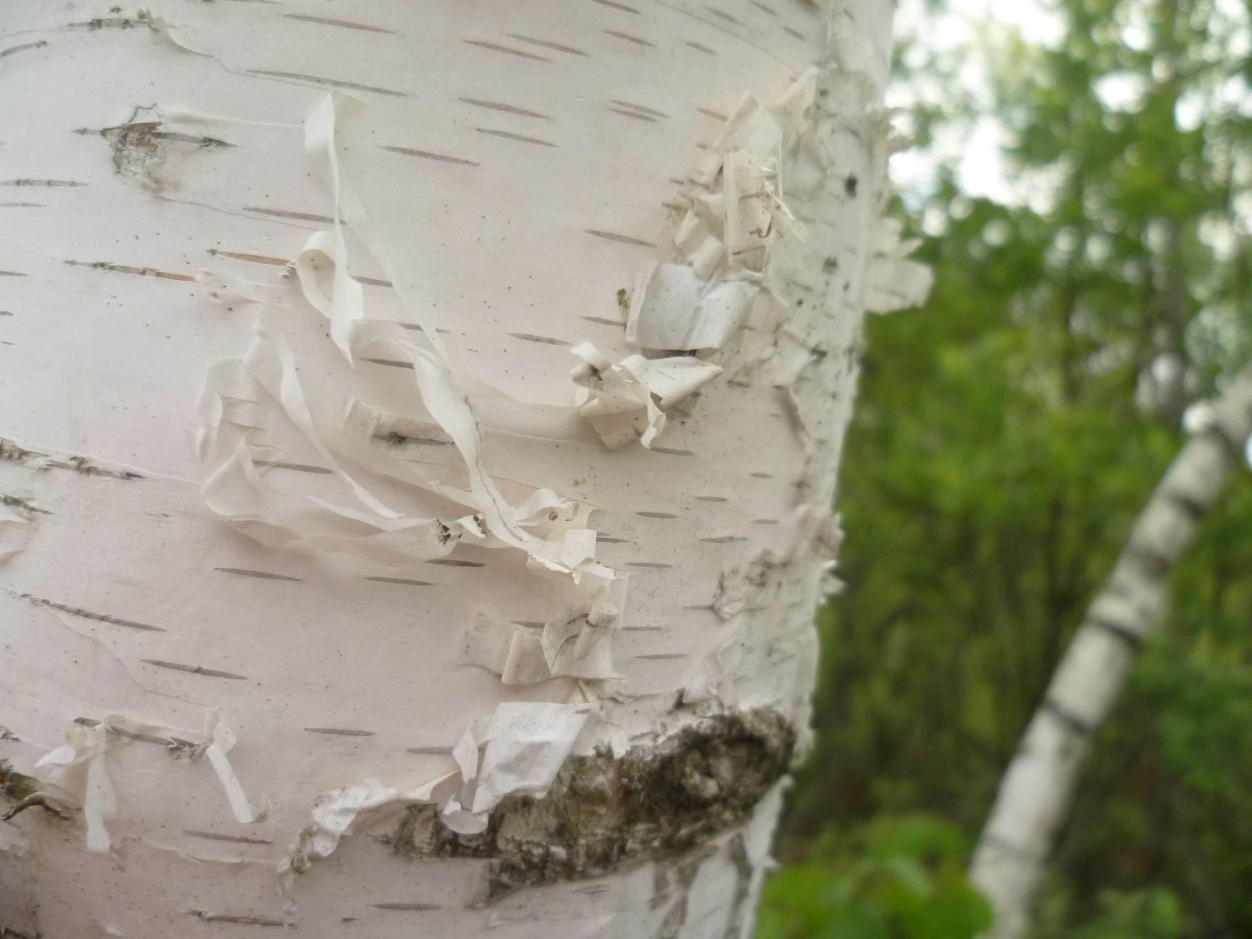 Breza – žensko drvo vodenih tokova tijela | Studio Martina & Natura